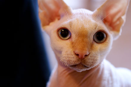 Devon Rex Breed Information | Lifetime Pet Cover