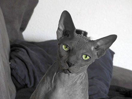 Sphynx Breed Information | Lifetime Pet Cover