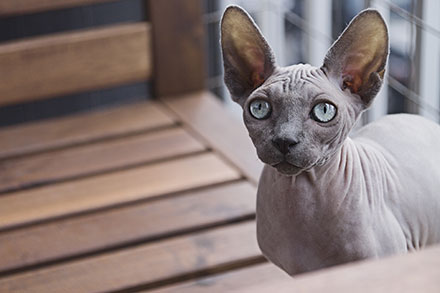 Sphynx Breed Information | Lifetime Pet Cover