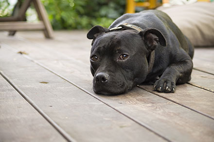 Staffordshire Bull Terrier Breed Information | Lifetime Pet Cover